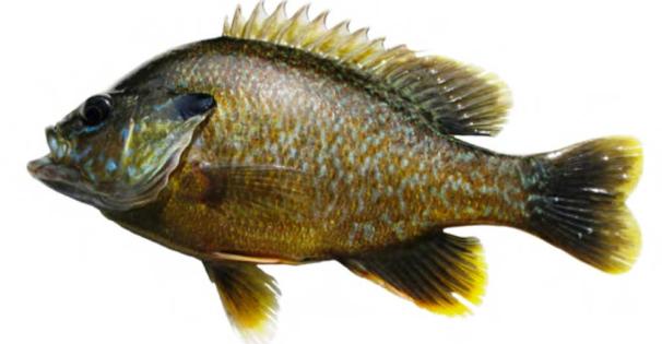 Fish ID Guide | Mississippi Department of Wildlife, Fisheries, and Parks